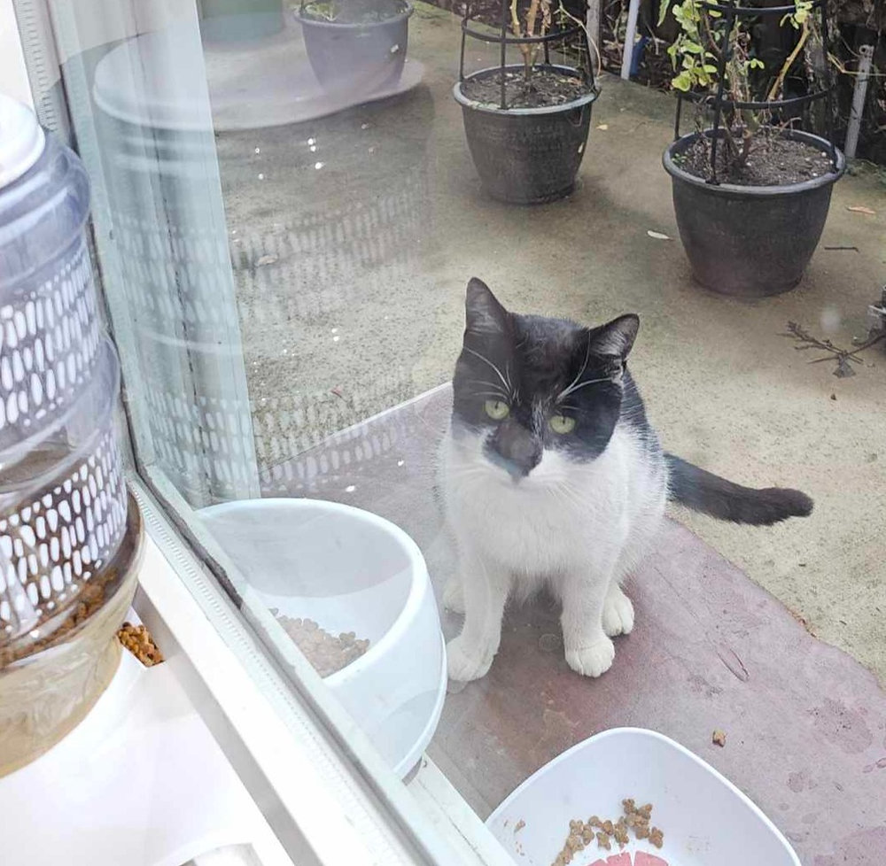 Wash, Rinse, Repeat...Why Do NJ TNR Programs Keep Failing?