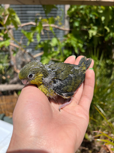 Lineolated Parakeet (Olive) | OddBirds Aviary