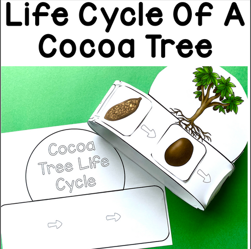 Life Cycle Of A Cocoa Tree | Learning With Lopes
