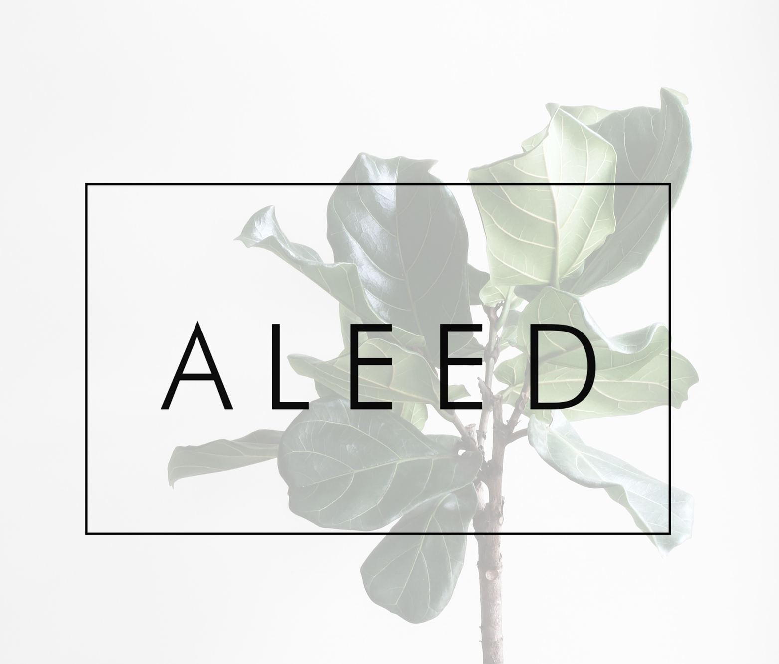 Social Media Strategie | Düsseldorf | ALEED