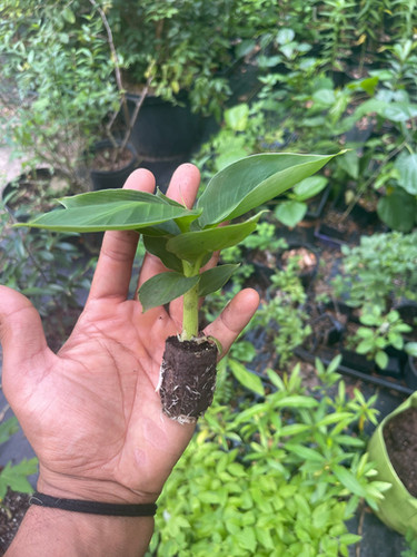 Truly tiny banana plants | plantsages.com