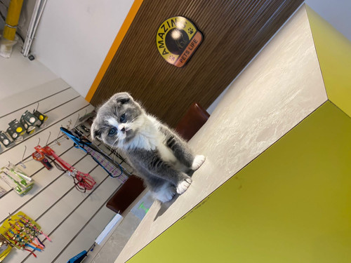 Scottish fold exotic | amazingpetslife