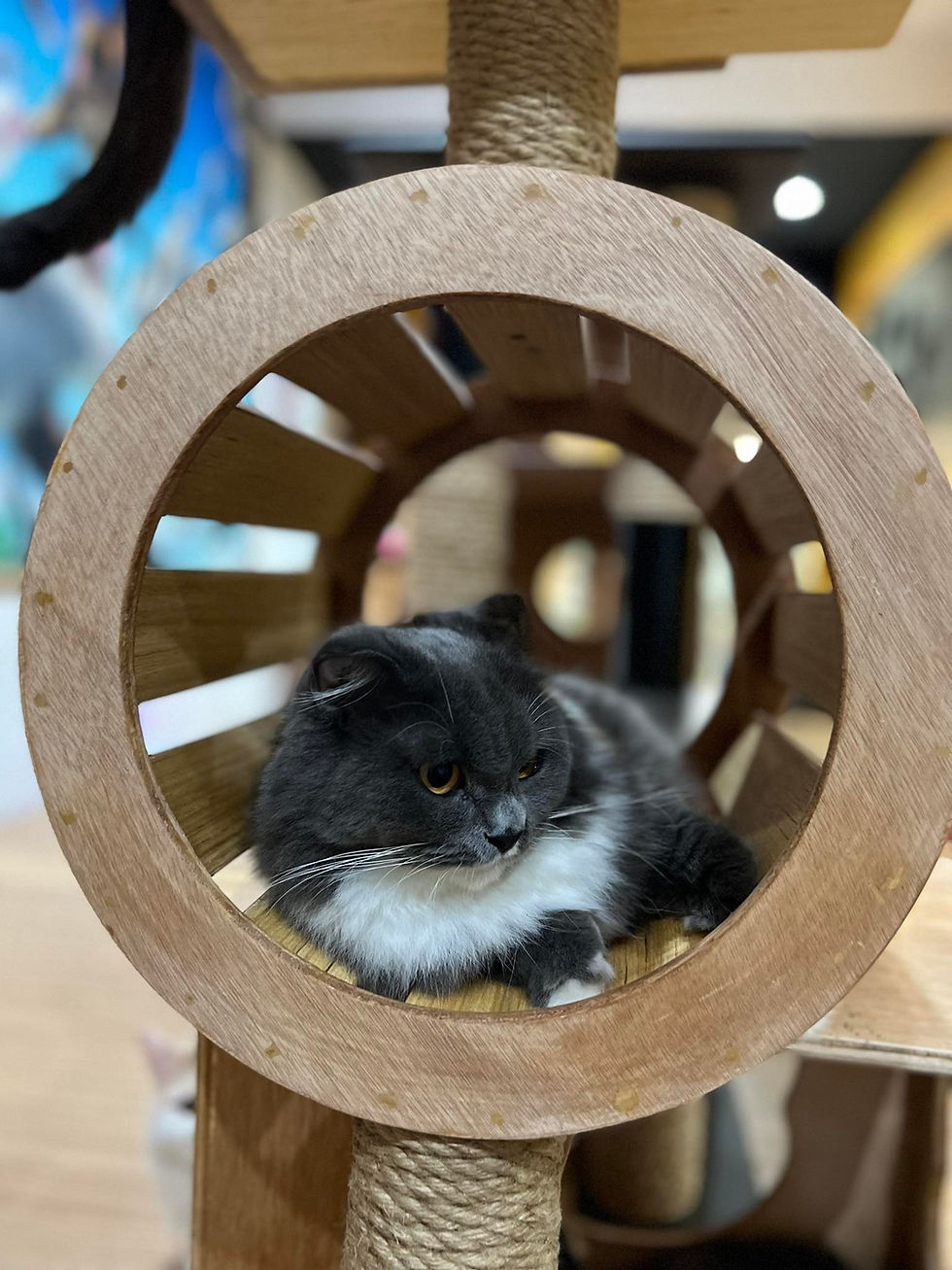 Angeles Meow Time | PH ALPS