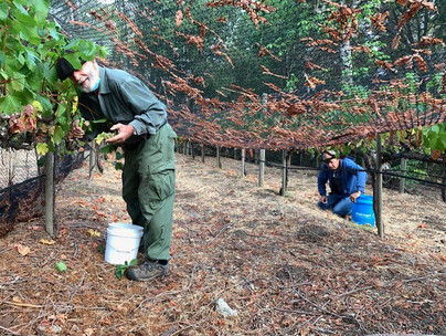 Overview | Woodside Vineyards