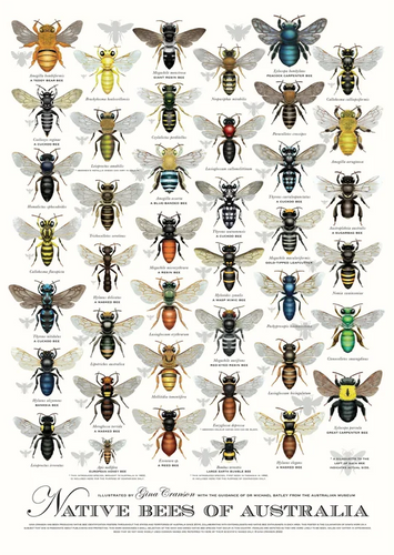 Native Bees Of Australia Posters | Dindi Bee Supplies
