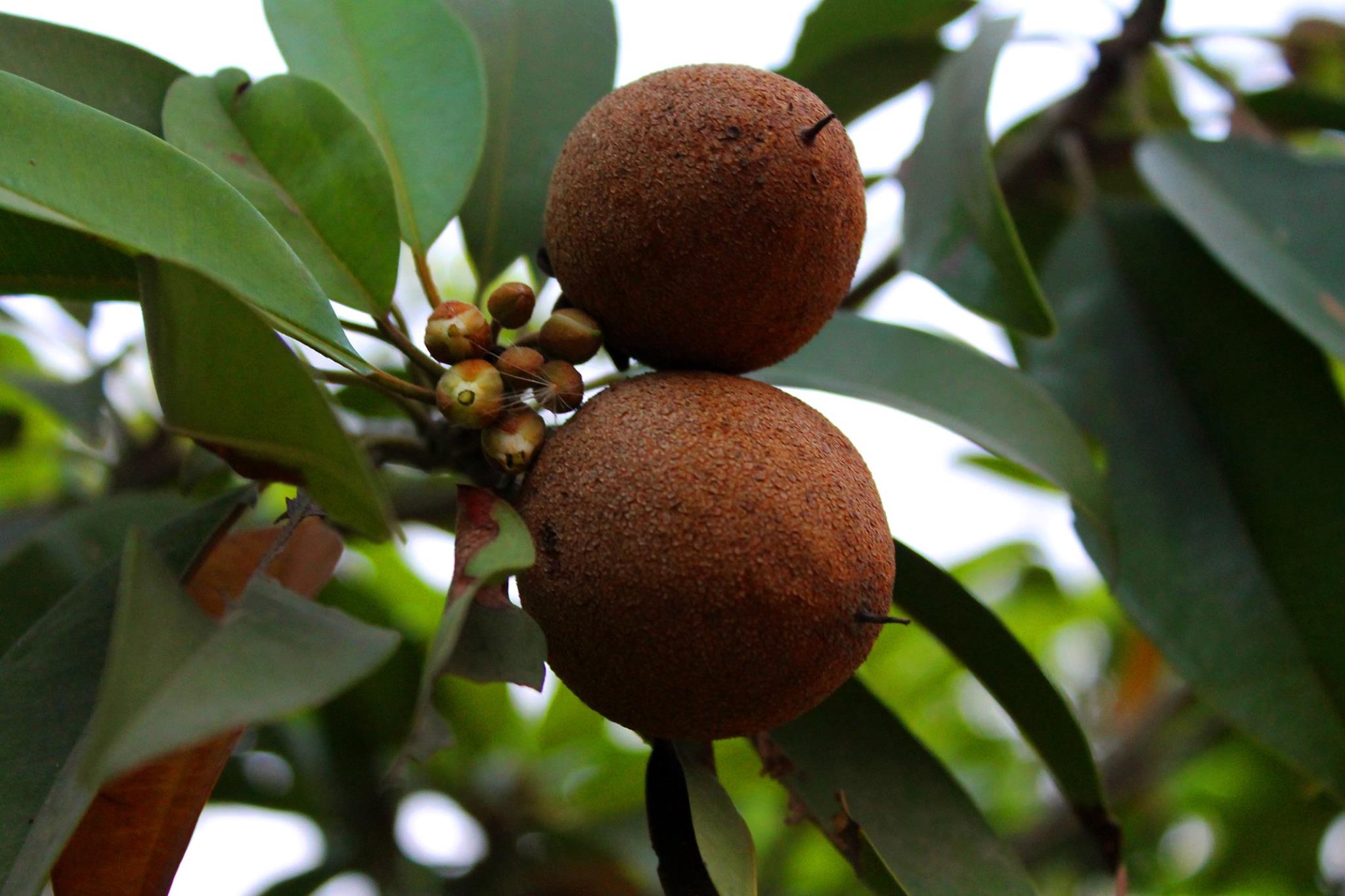 Tall Tree | Organic & Natural Foods