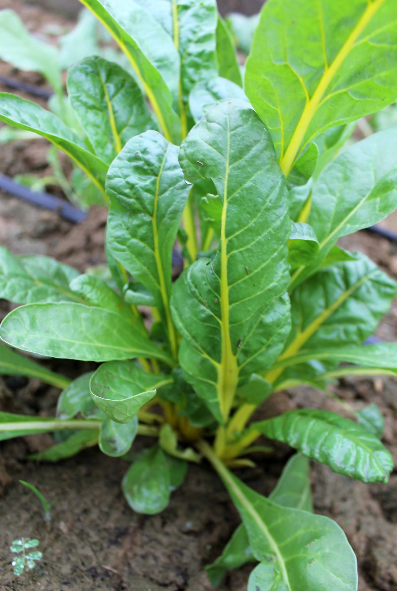 Tall Tree | Organic & Natural Foods