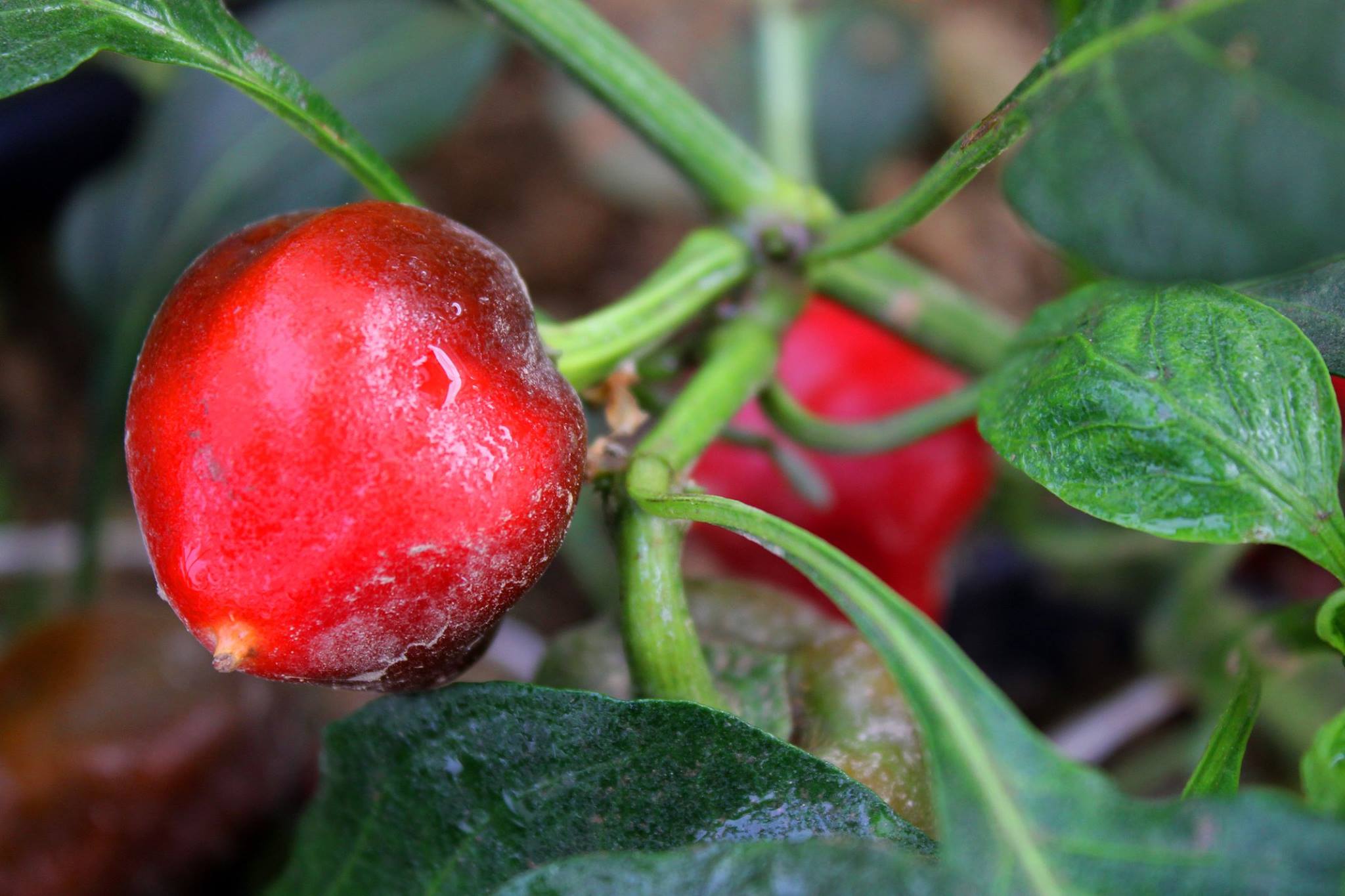 Tall Tree | Organic & Natural Foods