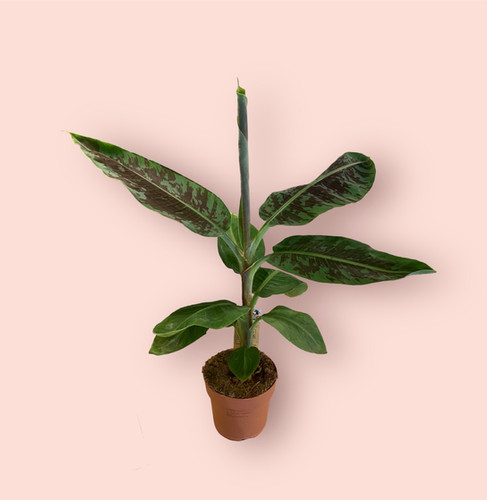 Banana plant (Musa dwarf cavendish) 18cm pot size | Passion for Flowers