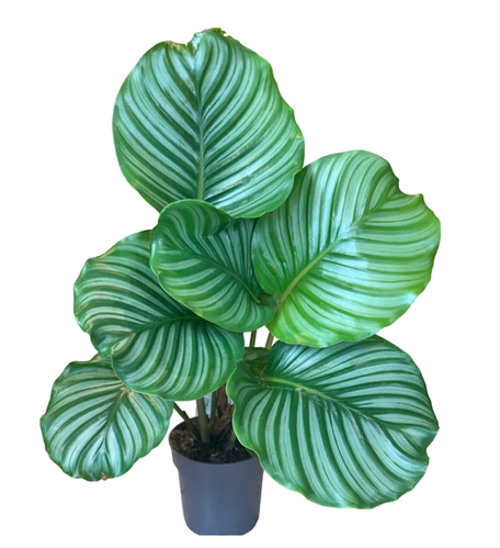 Calathea Orbifolia 12cm pot size | Passion for Flowers