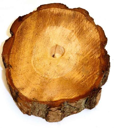 Wooden log base for Nordman fir | Christmas trees