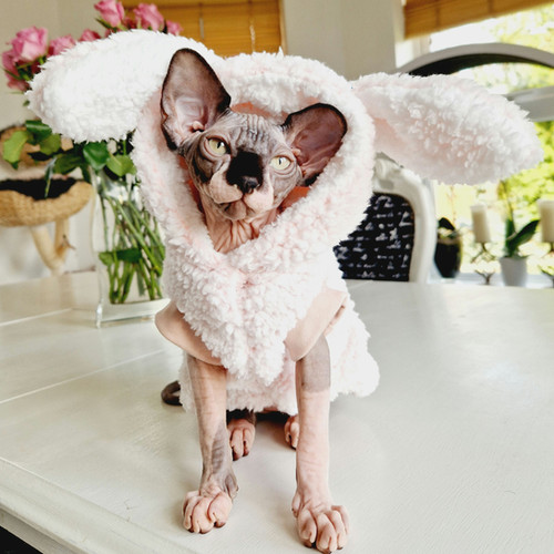 Fluffy Bunny - Sphynx Cat COSTUME | SphynxFashion