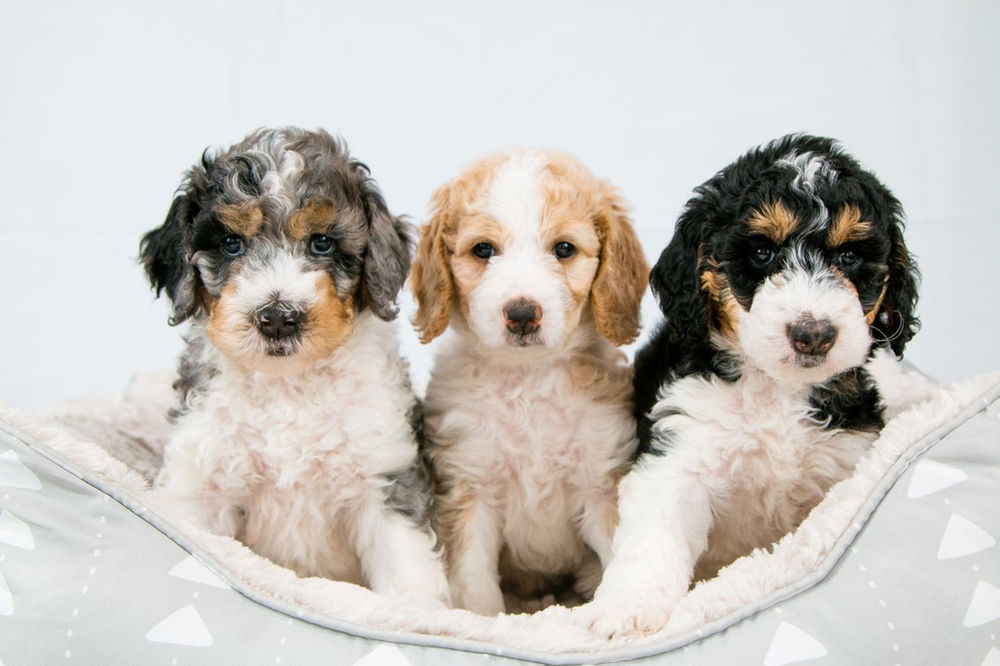 What is the Cutest Doodle Dog? Here Are All the Factors