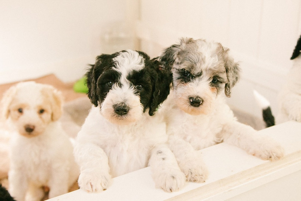 Personality Matching Between Dog & Owner? The Pros and Cons
