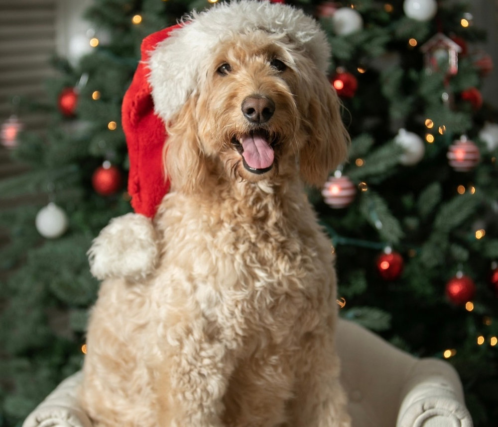 Celebrating the Holidays with Your Dog? Here are 10 Ideas