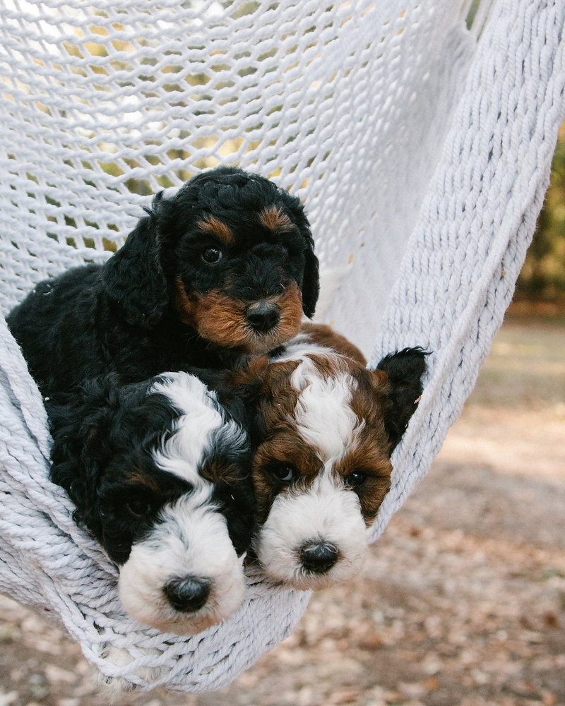 Which Doodle Breeds are Good With Cats? Here's Who to Choose