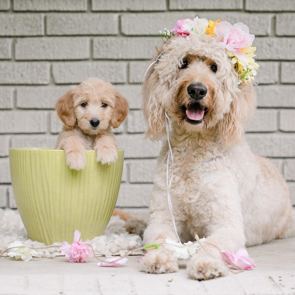 What is the Cutest Doodle Dog? Here Are All the Factors