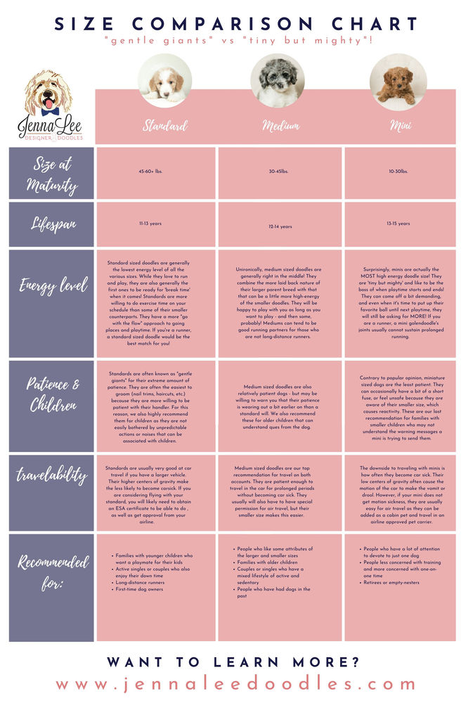Doodle Breed Size & Weight Chart: Standard, Medium & Minis
