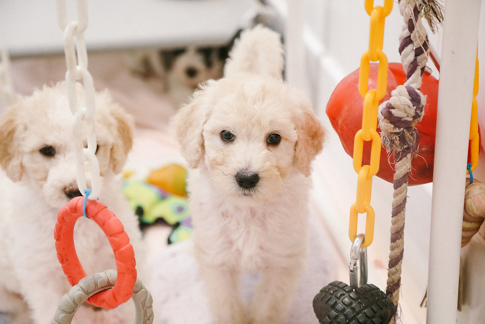 All About Puppy Deposit Contracts & Why They Matter