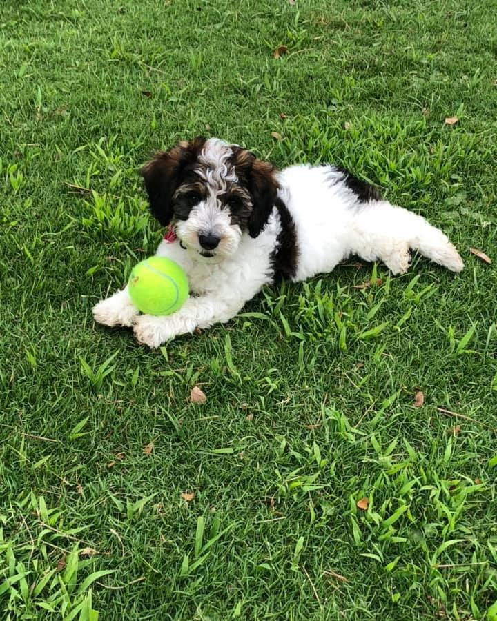 Why Are Doodles So Popular? Here Are The Top 3 Reasons