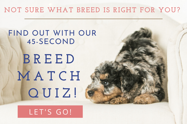 What Are the Doodle Behavioral Stages? Age, Personality & Maturity