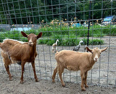 River Bard Farm | Guernsey and LaMancha Goats