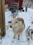River Bard Farm | Icelandic Sheep