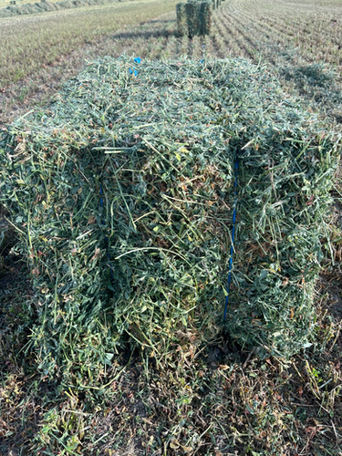 Premium Certified Weed Free Alfalfa Hay | Brush Prairie, WA | Miles Hay ...