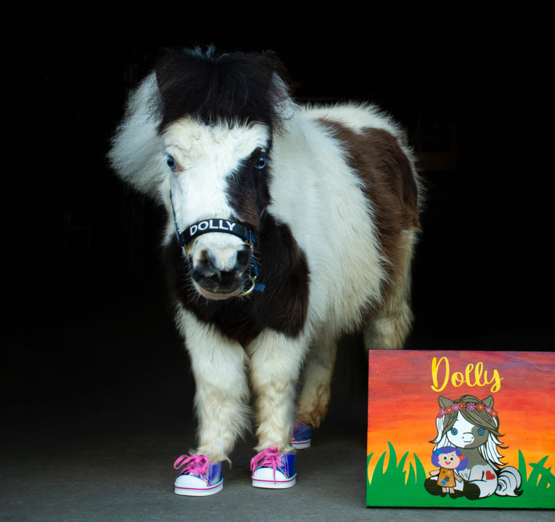 Mini therapy horse DOLLY