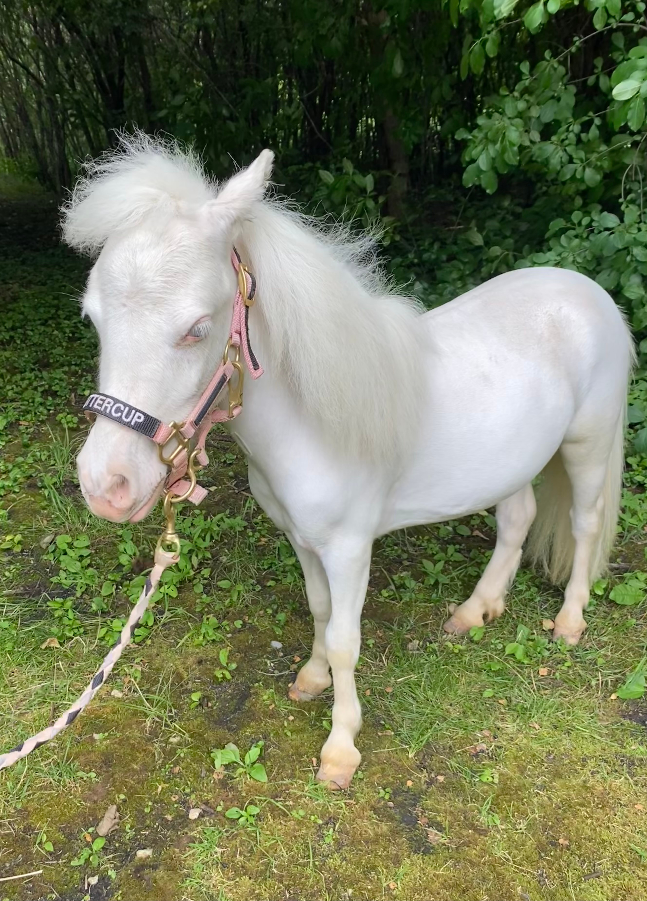 Mini therapy horse BUTTERCUP