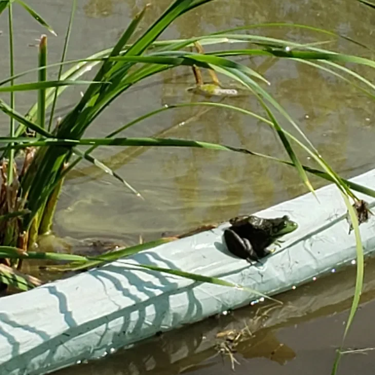 Will White Pond's clean water quality prevail in 2025?