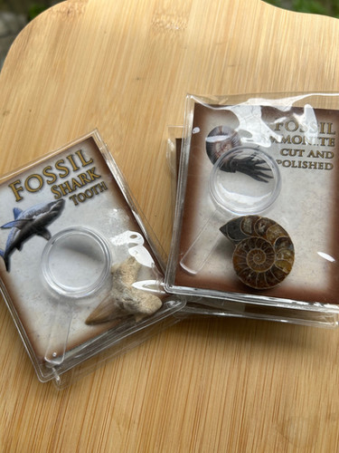 Fossil Pack | La Luna Healing and