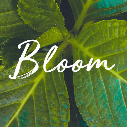 Bloom Program + 3 Private Sessions | iris