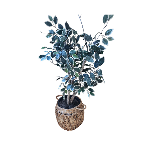 Small Fiscus Tree | website