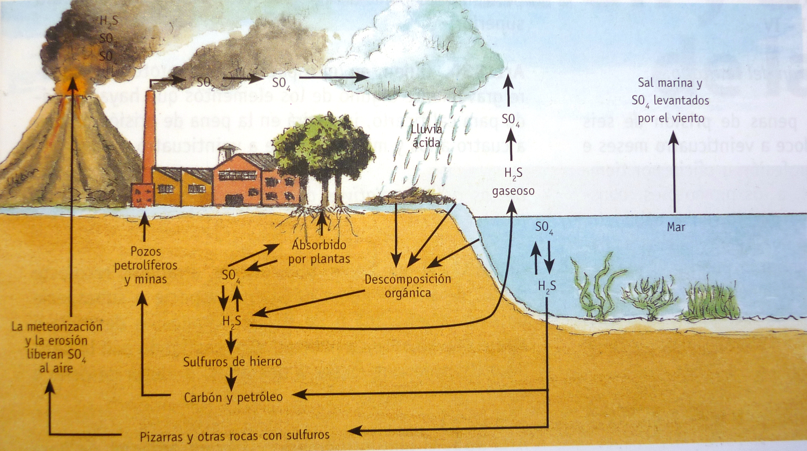 8- Ecosistemas y su dinámica | tarentola