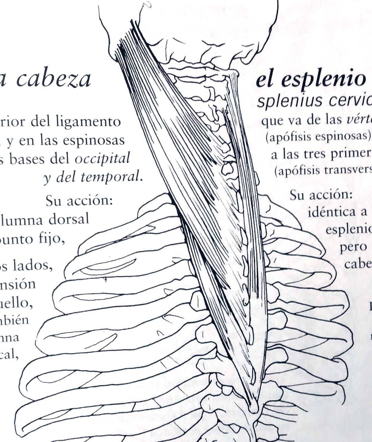 Aparato Locomotor | tarentola