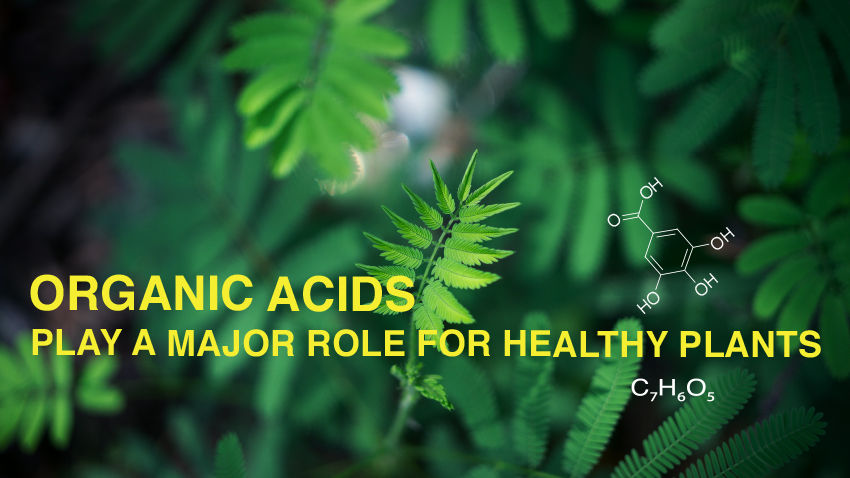 Organic Acids Play a Major Role for Healthy Plants