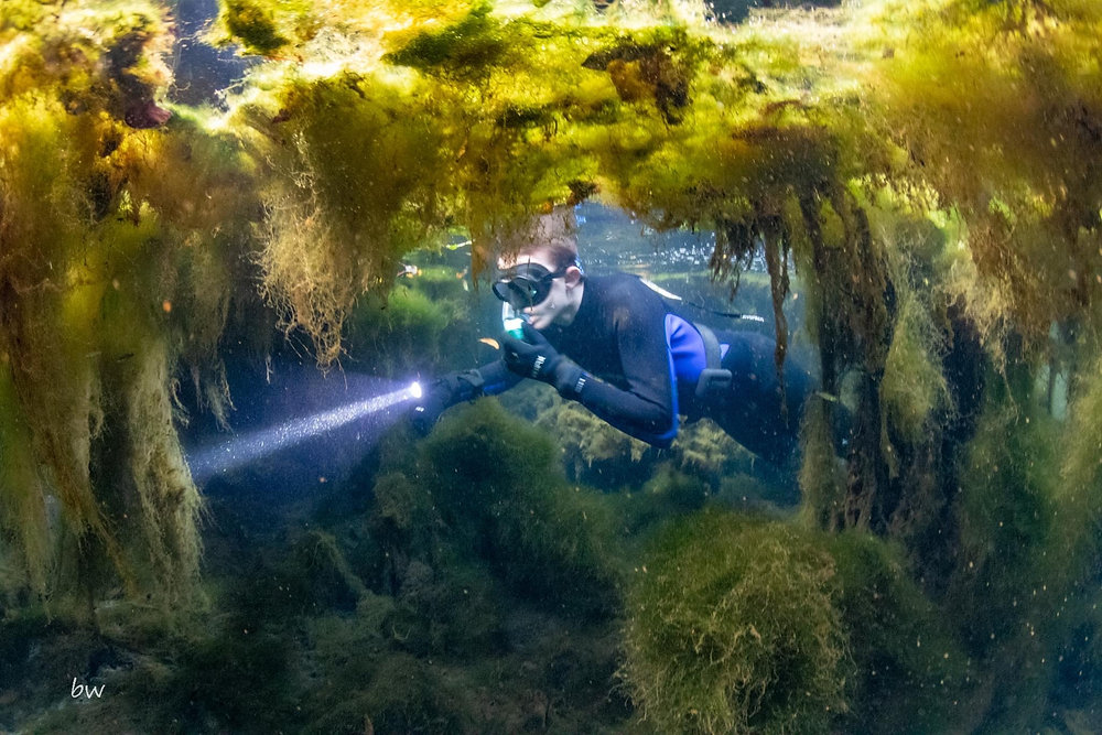 Where does most of the pollution in Florida's Springs come from? It's ...