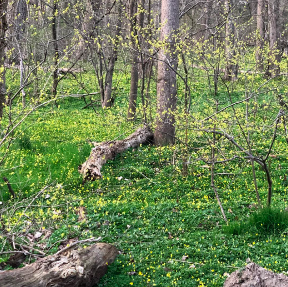 Five Native Substitutes for Popular Spring Flowers!