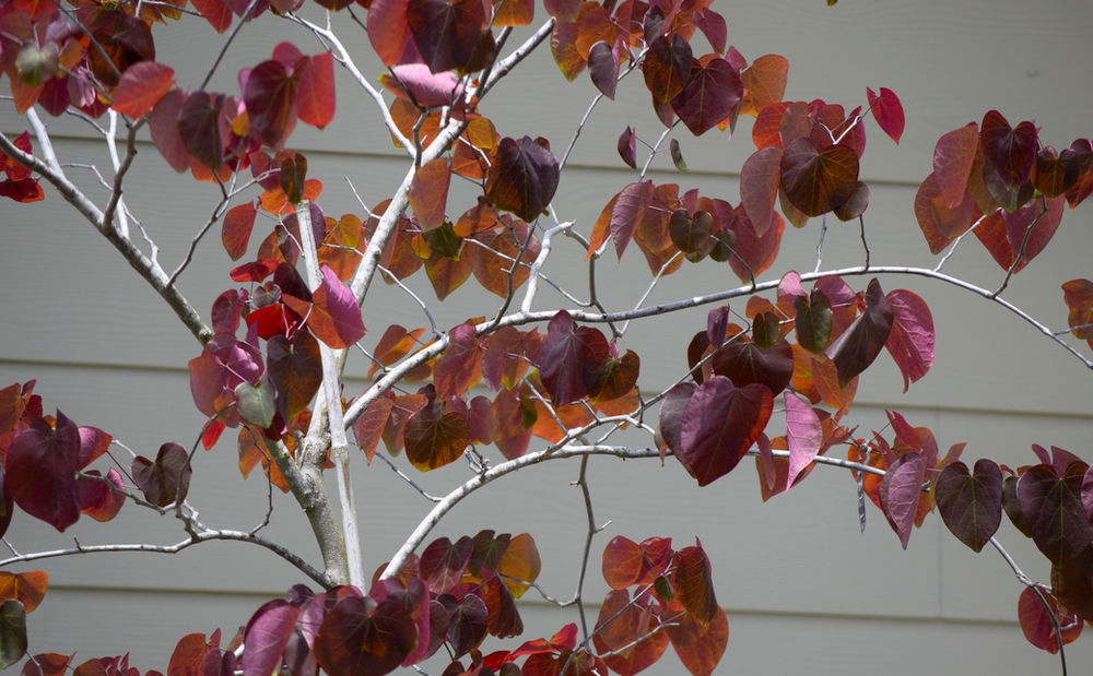 Maryland and Virginia Native Plants: Maroon