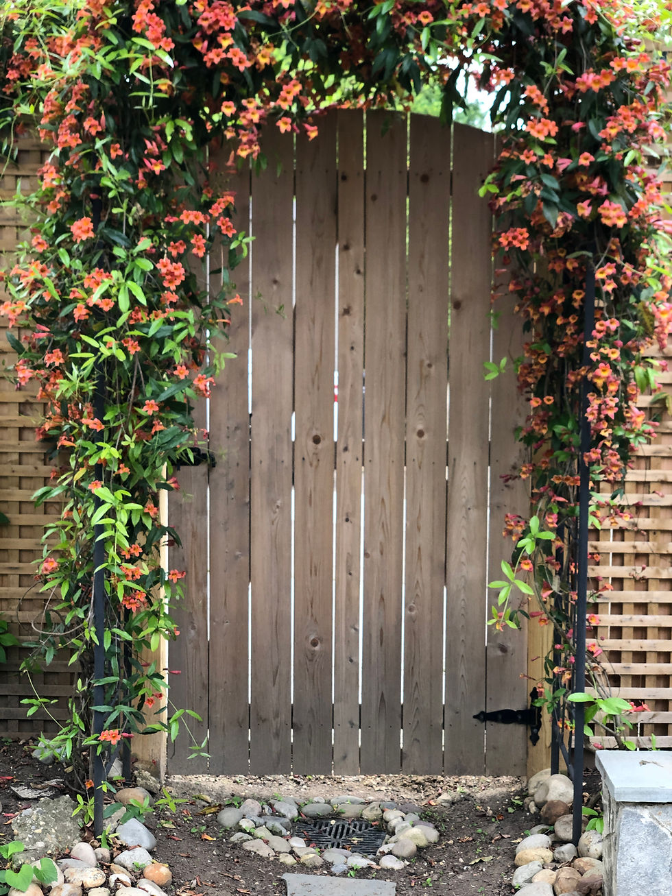 Lessons Learned from Growing Native Vines: Chesapeake Gardens