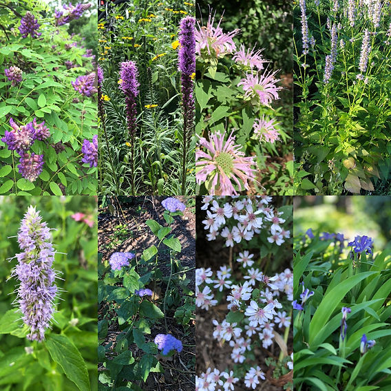 No Foolin': Purple Plague Ushers in NC Invasive Species Awareness Week