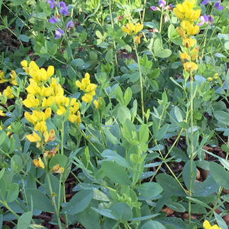 The Beauty of Native Wild Indigo: A Closer Look