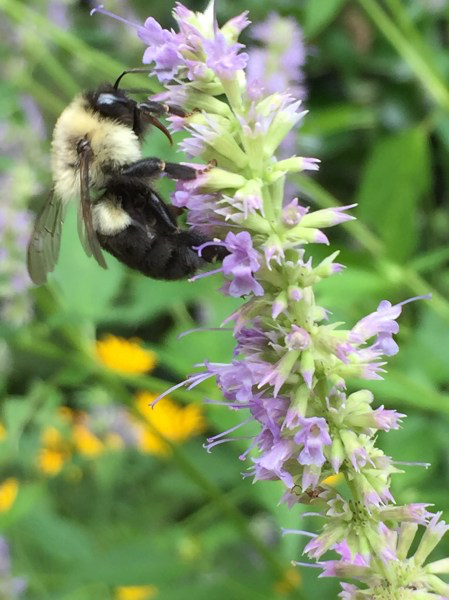 Native Plants: Insects