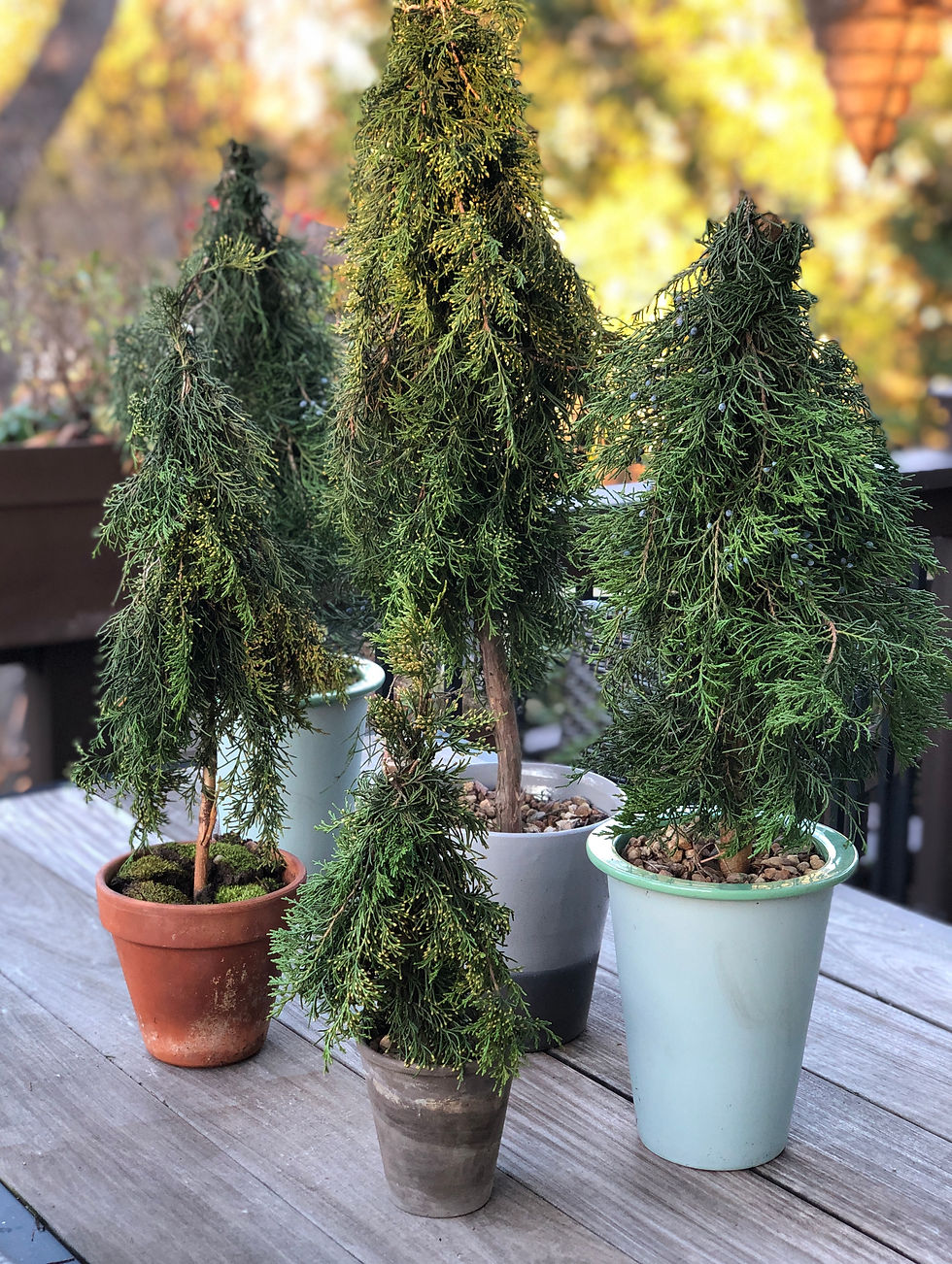 Bringing Nature Indoors: How to Build Your Own Native Plant Table Top ...