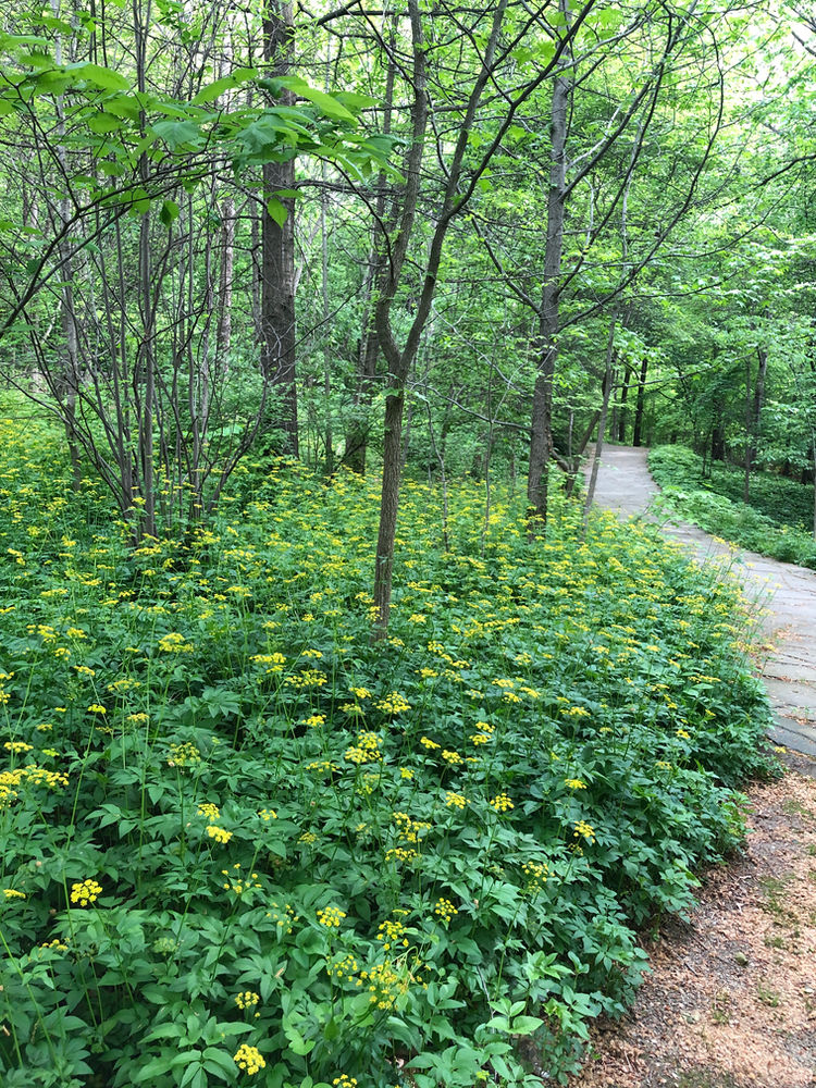 Fast Growing Native Perennials
