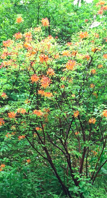 DC, Maryland and Virginia Native Plants: Astounding Azaleas