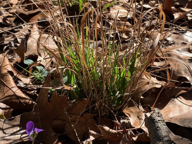 Wildflower Native Plant Nursery: Bethesda MD