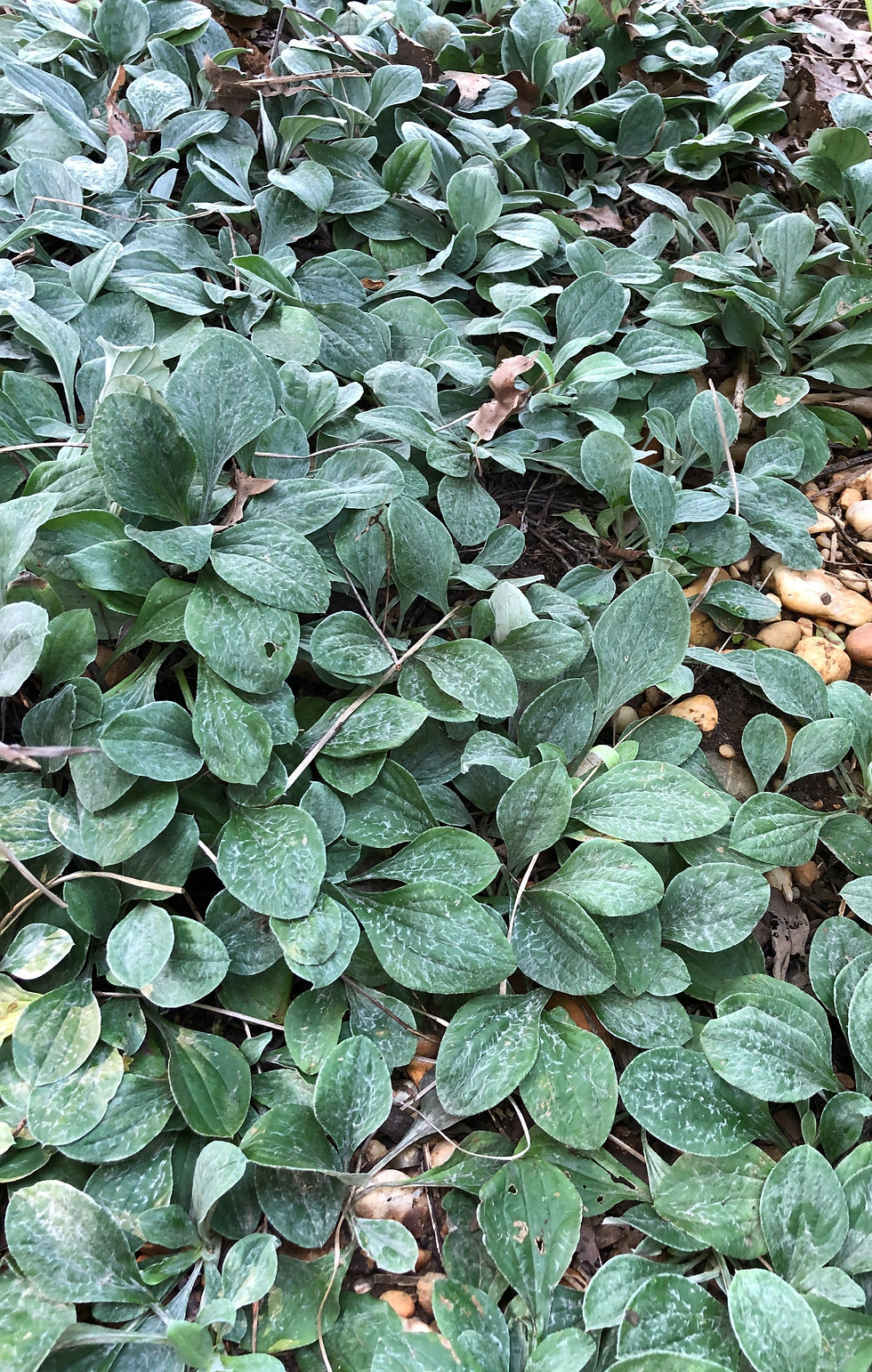 Native Plant Garden 10 Years In: Lessons Learned Growing Eleven Ground ...