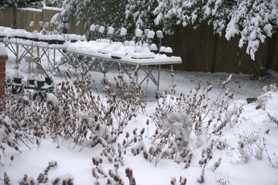 Wildflower Native Plant Nursery: Bethesda MD